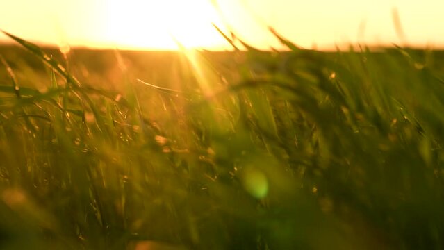 Monocropping Images – Browse 456 Stock Photos, Vectors, and Video ...