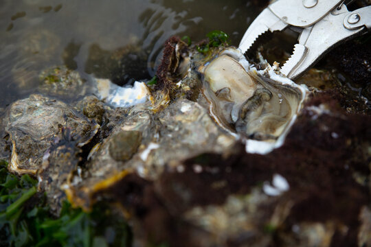 รูปภาพ"Pry – เลือกดูภาพถ่ายสต็อก เวกเตอร์ และวิดีโอ38,116 | Adobe Stock