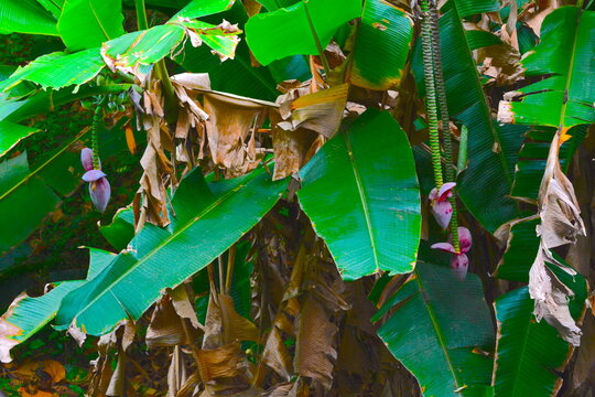 "Musa Acuminata" Images – Browse 1,486 Stock Photos, Vectors, and Video ...