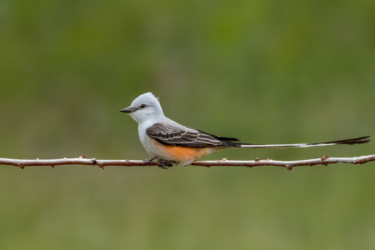 "Scissor-Tailed Flycatcher" Images – Browse 418 Stock Photos, Vectors ...