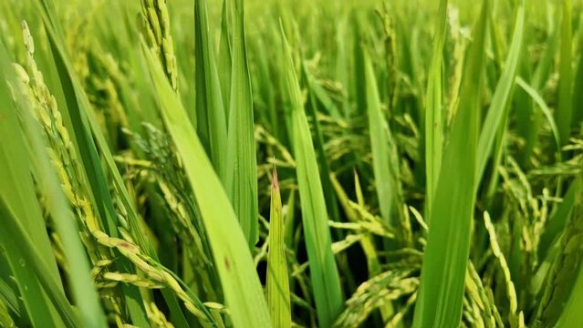 "Rice Paddy" Images – Browse 631,926 Stock Photos, Vectors, and Video ...