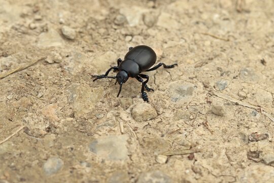 Timarcha Images – Browse 180 Stock Photos, Vectors, and Video | Adobe Stock