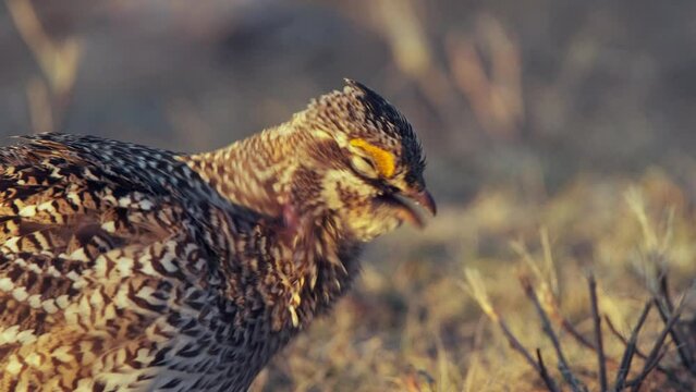 "Sharp-Tailed Grouse"-Bilder: Stock-Fotos & -Videos. | Adobe Stock