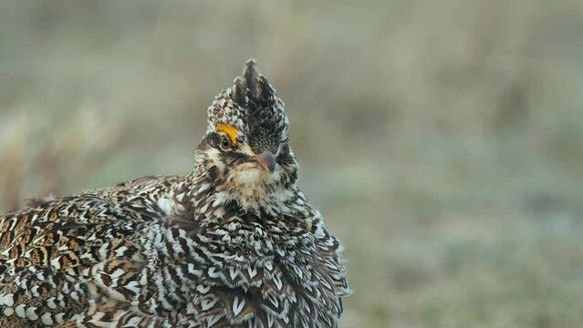 "Sharp-Tailed Grouse"-Bilder: Stock-Fotos & -Videos. | Adobe Stock