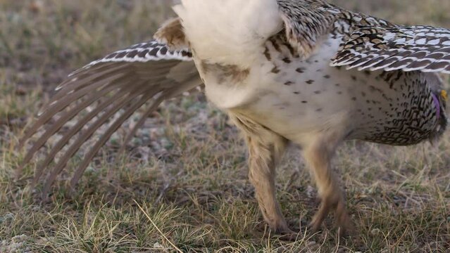 "Sharp-Tailed Grouse" Bilder – Durchsuchen 300 Archivfotos ...