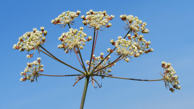 Thapsia Images – Browse 119 Stock Photos, Vectors, and Video | Adobe Stock