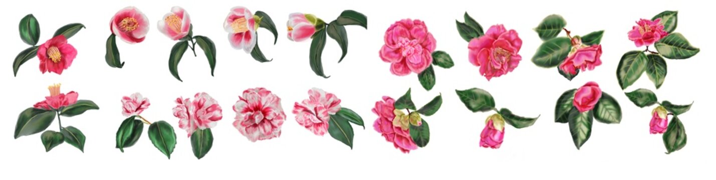 Watercolor Camellia Images – Browse 9,051 Stock Photos, Vectors, and ...