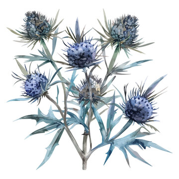 Eryngium Images – Browse 5,793 Stock Photos, Vectors, and Video | Adobe ...