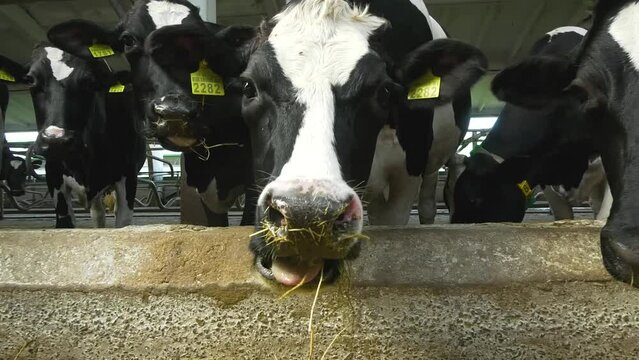 "Cows Milk" Images – Browse 1,594 Stock Photos, Vectors, and Video ...