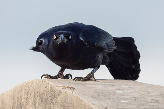 Imágenes de Zanate: descubre bancos de fotos, ilustraciones, vectores y ...