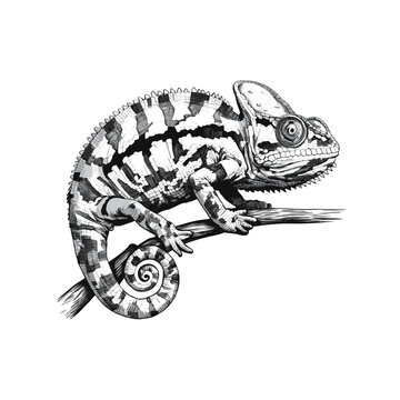 "Chameleon Vector" Images – Browse 303 Stock Photos, Vectors, and Video ...