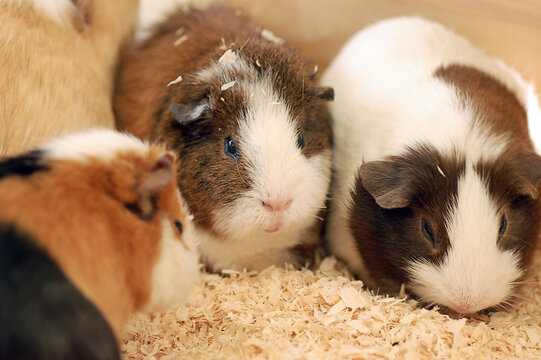 "Cavia Porcellus" Images – Browse 2,665 Stock Photos, Vectors, and ...