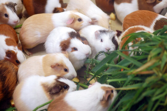 "Cavia Porcellus" Images – Browse 2,665 Stock Photos, Vectors, and ...