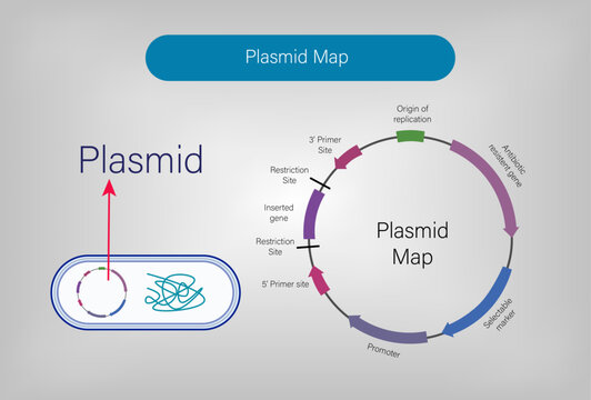 "Gel Electrophoresis" Images – Browse 629 Stock Photos, Vectors, and ...