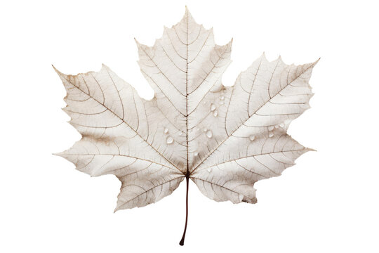 "White Maple" - Images et vidéos libres de droits | Adobe Stock