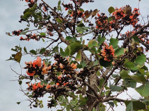 "Butea Monosperma" Images – Browse 3,898 Stock Photos, Vectors, and ...