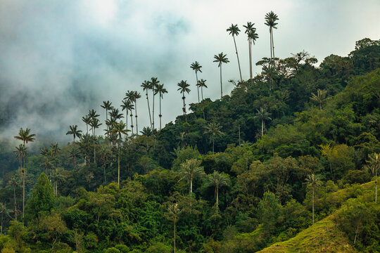 "Wax Palm" Imagens – Procure 5,370 fotos, vetores e vídeos | Adobe Stock