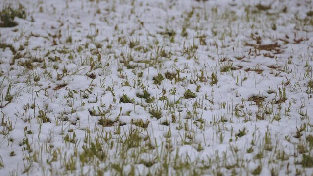 "Snow In Summer" Images – Browse 1,602 Stock Photos, Vectors, and Video ...