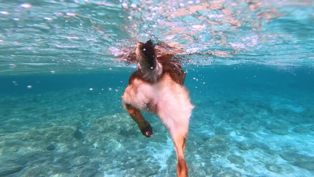 "Dog Swimming" Images – Browse 1,417 Stock Photos, Vectors, and Video ...