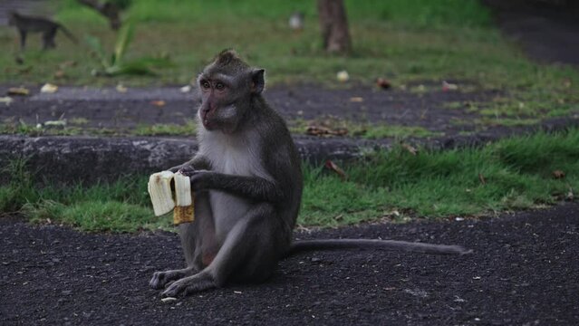 "Happy Monkey" Imagens – Procure 321 fotos, vetores e vídeos | Adobe Stock