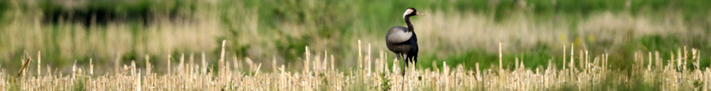 รูปภาพ"Kranich – เลือกดูภาพถ่ายสต็อก เวกเตอร์ และวิดีโอ8,067 | Adobe Stock