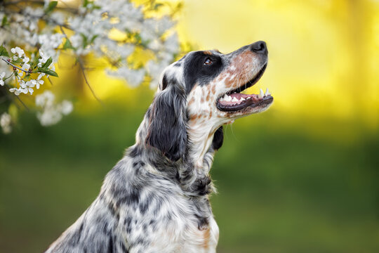 "English Setter" Images – Browse 30,902 Stock Photos, Vectors, and ...