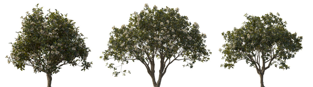 Magnolia Tree Drawing Images – Browse 61,421 Stock Photos, Vectors, and ...