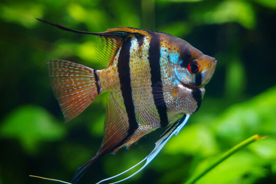 "Freshwater Angelfish" Images – Browse 5,949 Stock Photos, Vectors, and ...