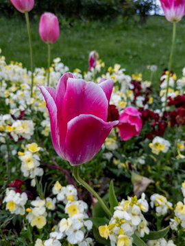 "Tulipa Gesneriana" Images – Browse 6,863 Stock Photos, Vectors, and ...