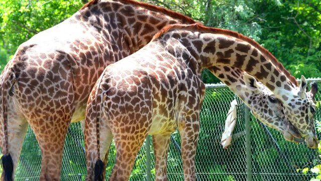 Imágenes de "Cape Giraffe": descubre bancos de fotos, ilustraciones, vectores y vídeos de 1,737 ...