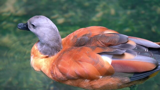 "Cape Shelduck" Images – Browse 168 Stock Photos, Vectors, and Video ...