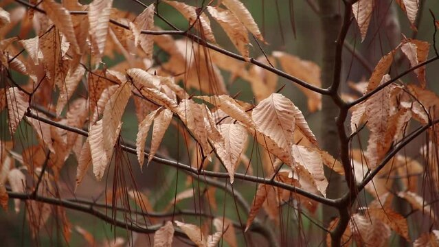 "Rustling Leaves" Images – Browse 1,820 Stock Photos, Vectors, and ...