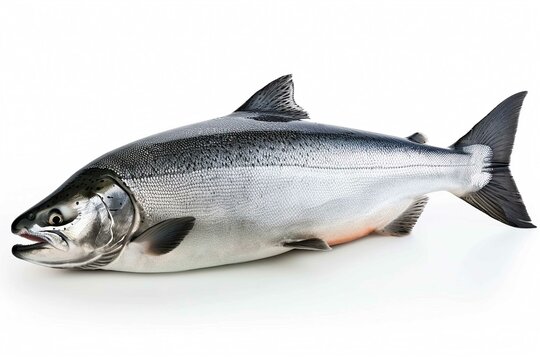 "Eastern Australian Salmon"-Bilder: Stock-Fotos & -Videos. | Adobe Stock