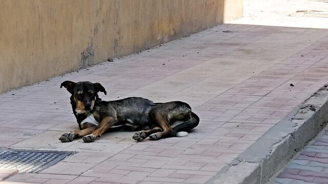 "Street Dog"-Bilder: Stock-Fotos & -Videos. | Adobe Stock