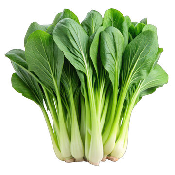 "Choy Sum" Images – Browse 4,659 Stock Photos, Vectors, and Video ...