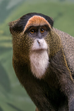 Imágenes de "African Monkey": descubre bancos de fotos, ilustraciones ...