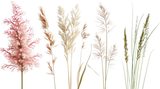 "Fountain Grass" Images – Browse 2,988 Stock Photos, Vectors, and Video ...