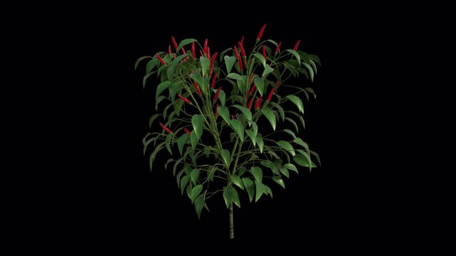 Imágenes de "Red Chilli": descubre bancos de fotos, ilustraciones ...