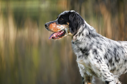 "English Setter" Images – Browse 30,902 Stock Photos, Vectors, and ...