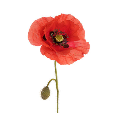 "Remembrance Poppy" Images – Browse 7,607 Stock Photos, Vectors, and ...