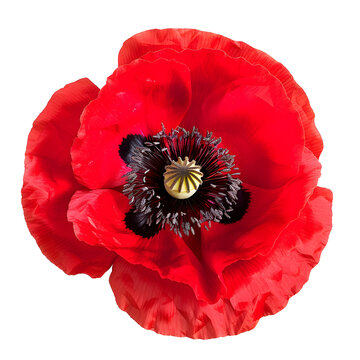 "Remembrance Poppy" Images – Browse 8,170 Stock Photos, Vectors, and ...