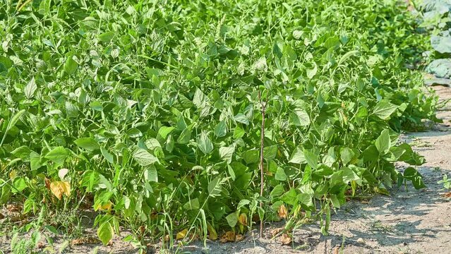 "Common Bean" Images – Browse 80,992 Stock Photos, Vectors, and Video ...