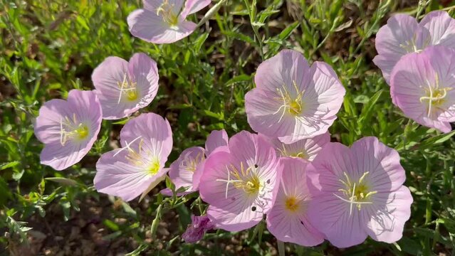 "Pink Evening Primrose" Images – Browse 788 Stock Photos, Vectors, and ...