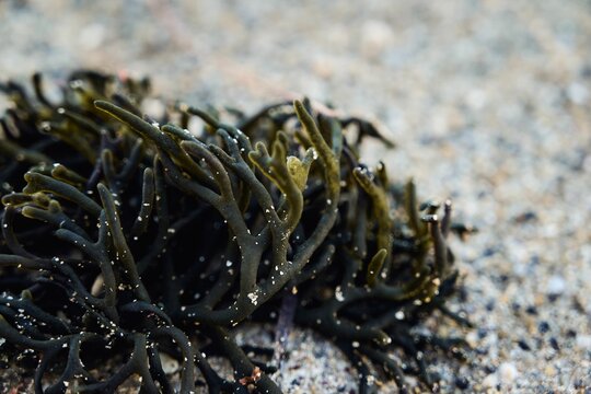 「Rockweed」の写真素材 | 5,538件の無料イラスト画像 | Adobe Stock