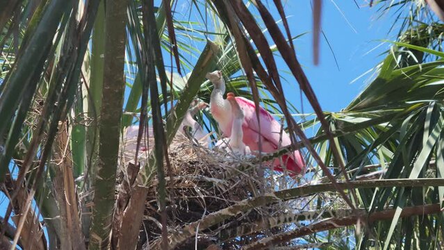 Roseate Spoonbill Images – Browse 6,357 Stock Photos, Vectors, and ...