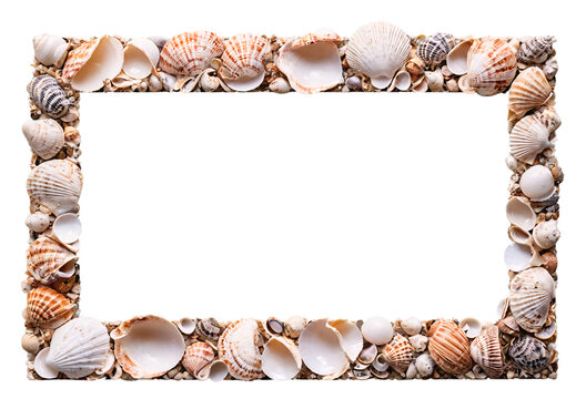 Shells Border Frame