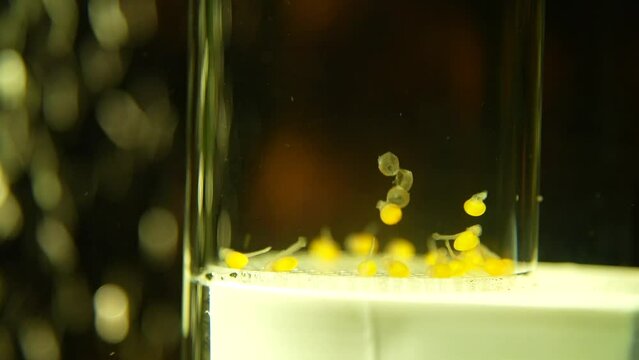 Fischeier Images – Browse 848 Stock Photos, Vectors, and Video | Adobe ...