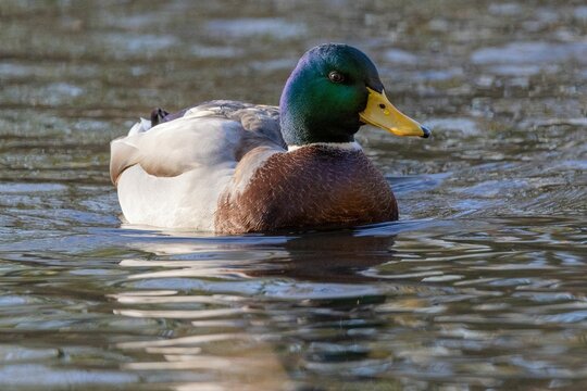 Mallard」の写真素材 | 316,967件の無料イラスト画像 | Adobe Stock