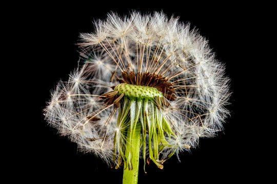 Ralph Lear Fotos, Bilder, Stockmedien | Adobe Stock