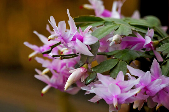 "False Christmas Cactus" Images – Browse 781 Stock Photos, Vectors, and ...